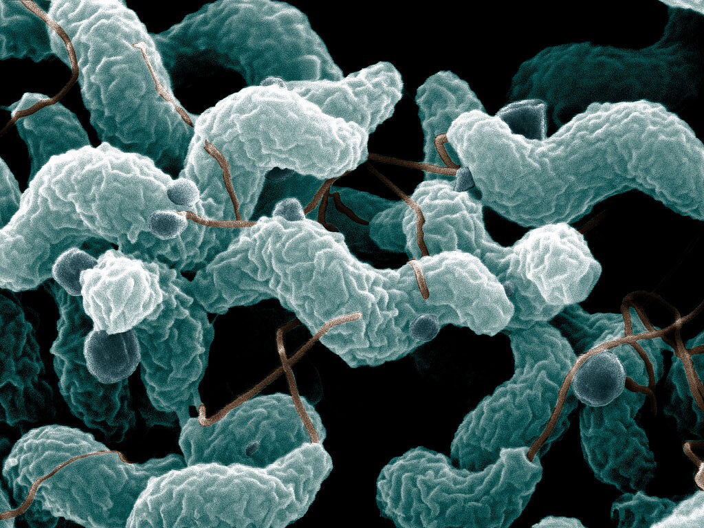 Con el empleo de bacteriófagos disminuye la bacteria Campylobacter en ...