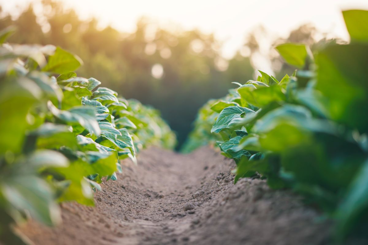 El uso creciente de bioestimulantes en el mercado agrícola – Frontera